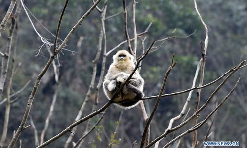 Golden monkeys at Yuhe National Natural Reserve in NW China's Gansu ...