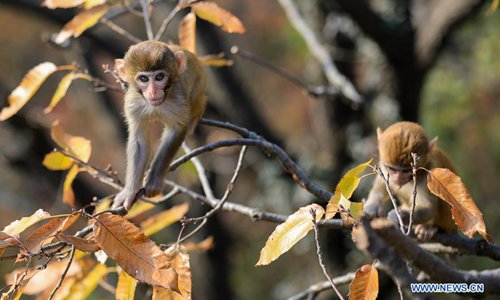 Monkeys play at Huaguo Mountain Scenic Area in Lianyungang, E China ...