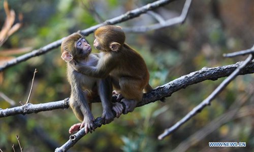 Monkeys play at Huaguo Mountain Scenic Area in Lianyungang, E China ...
