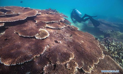 Diving instructors help with coral reefs maintenance activities in ...
