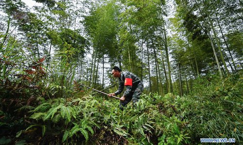 In pics: bamboo forest rangers in SW China's Guizhou - Global Times