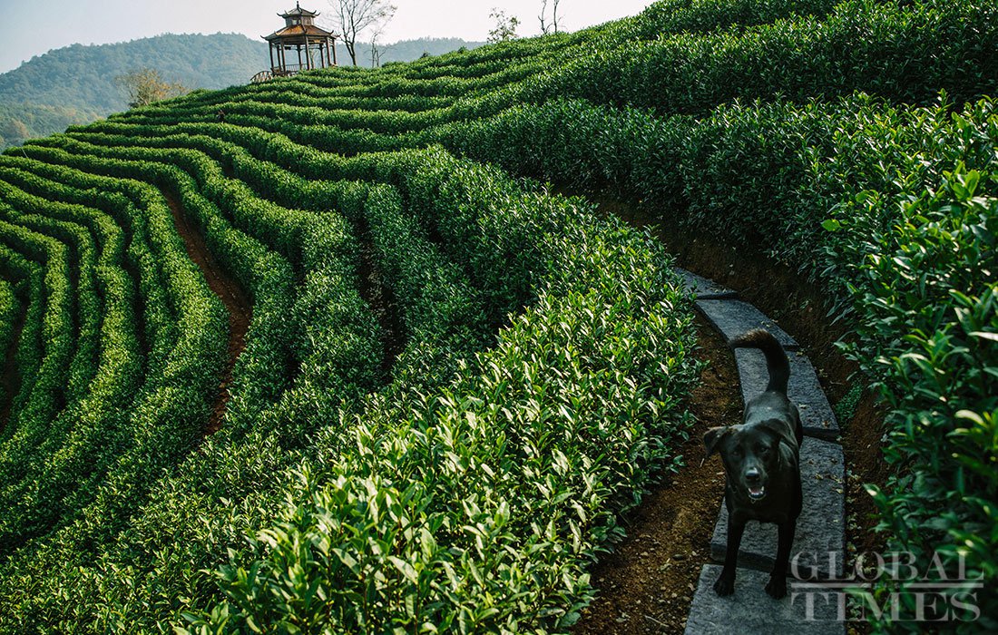 Heavily polluted village in E.China’s Zhejiang transformed into green ...