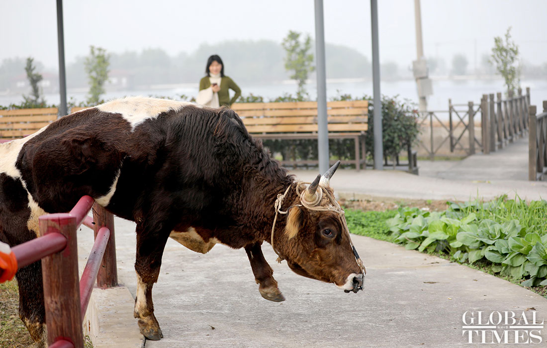 Bull wrestlers demonstrate their strength in East China’s Zhejiang ...