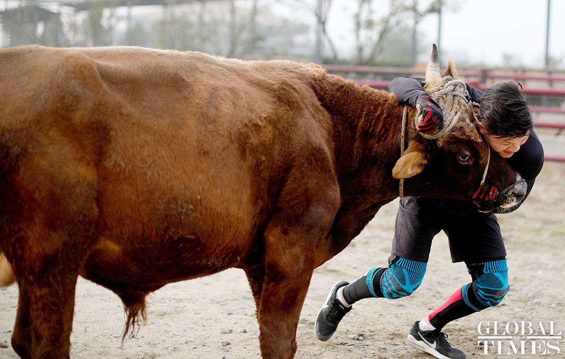 Bull wrestlers demonstrate their strength in East China’s Zhejiang ...