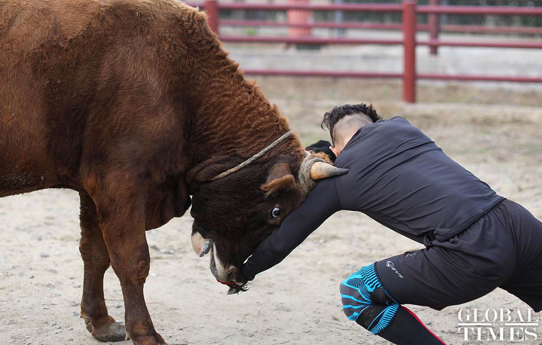 Bull wrestlers demonstrate their strength in East China’s Zhejiang ...