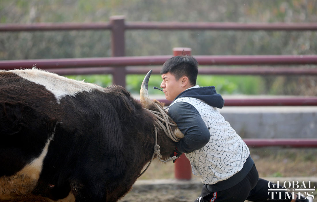 Bull wrestlers demonstrate their strength in East China’s Zhejiang ...