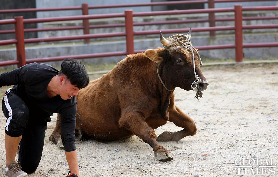 Bull wrestlers demonstrate their strength in East China’s Zhejiang ...