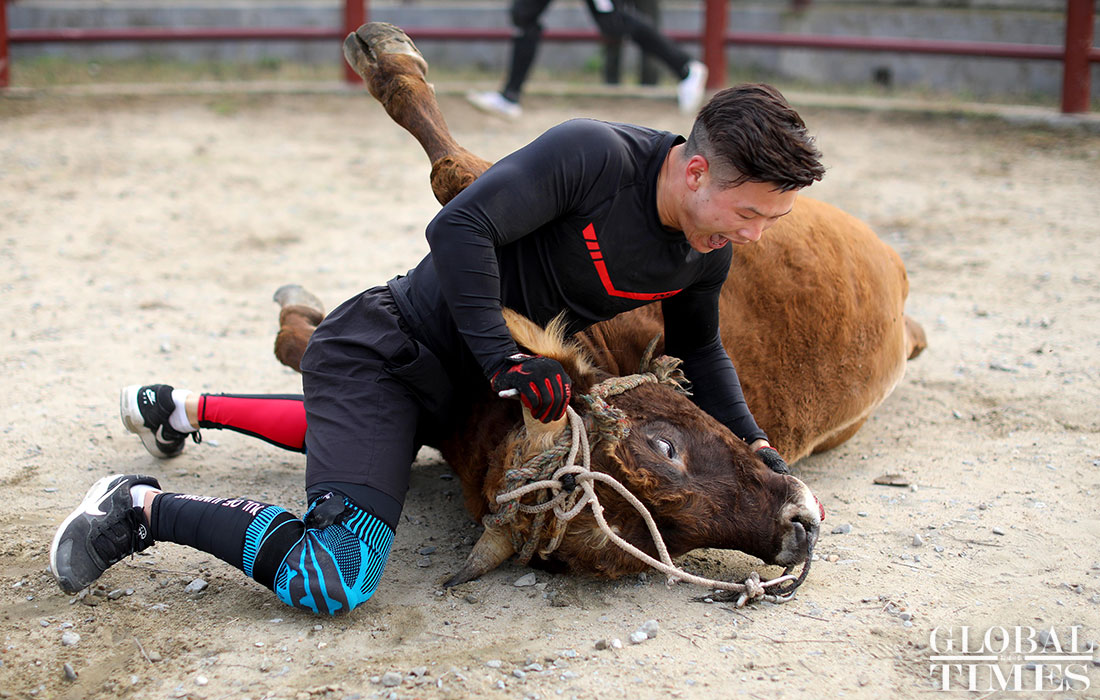 Bull wrestlers demonstrate their strength in East China’s Zhejiang ...