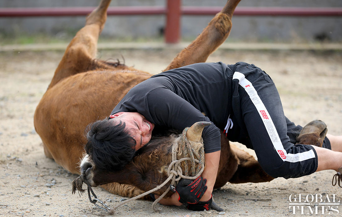 Bull wrestlers demonstrate their strength in East China’s Zhejiang ...