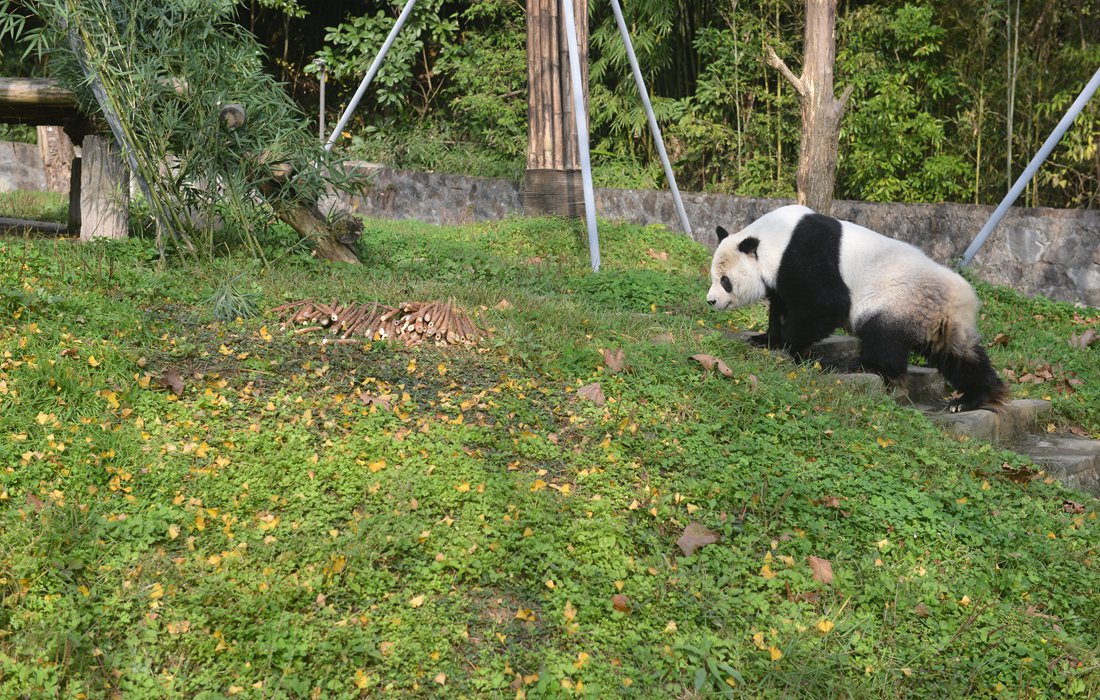 Returned panda meets the public on December 3 - Global Times