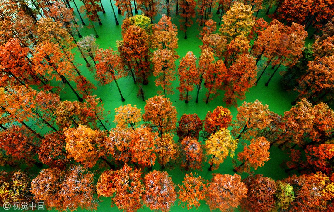 Whimsical winter in Wuhan’s floating forest - Global Times