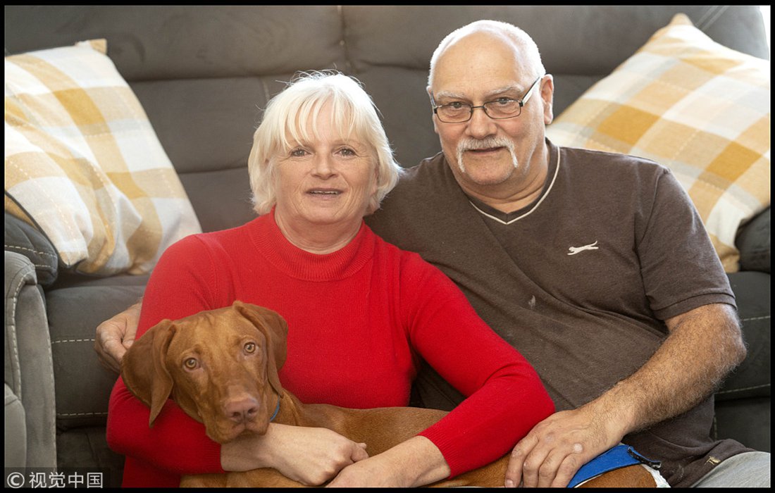 Disabled dog Gilbert experiences life with a special doggy wheelchair ...