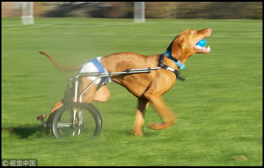 Disabled dog Gilbert experiences life with a special doggy wheelchair ...