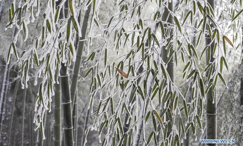 Scenery of bamboo forest after snowfall in Anhui - Global Times