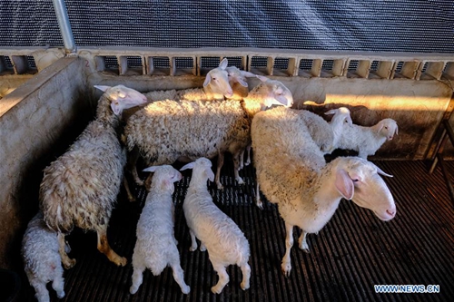 Farmers encouraged to shake off poverty through raising sheep in China ...