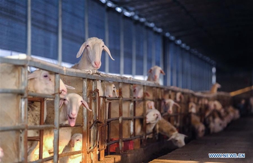 Farmers encouraged to shake off poverty through raising sheep in China ...