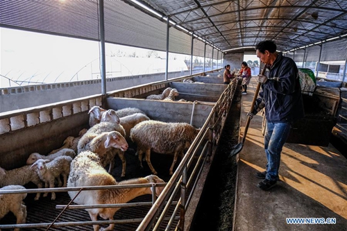 Farmers encouraged to shake off poverty through raising sheep in China ...
