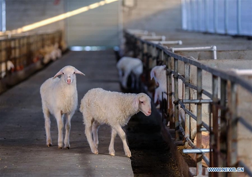 Farmers encouraged to shake off poverty through raising sheep in China ...
