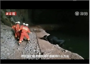 Firefighters use drone to help rescue grateful bull caught in water ...