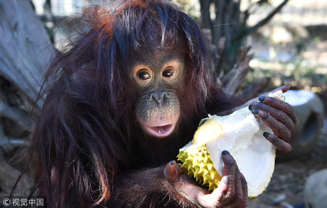 Animals in Yunnan Wild Animal Park given a special selection of food to ...
