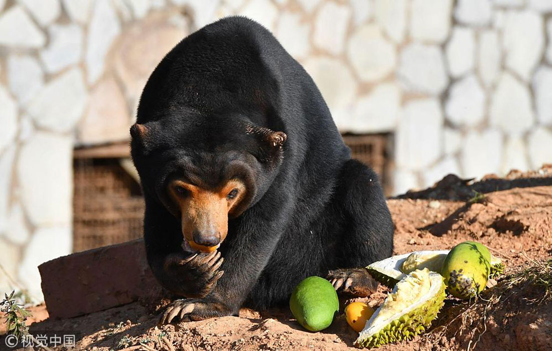 Animals in Yunnan Wild Animal Park given a special selection of food to ...