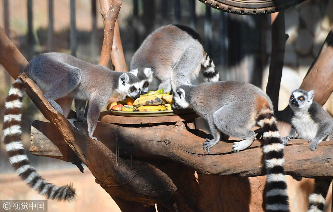 Animals in Yunnan Wild Animal Park given a special selection of food to ...