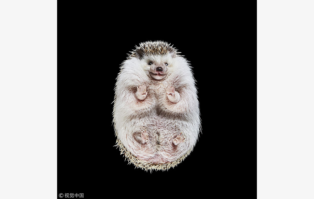 Fascinating photos of Animals on glass - Global Times