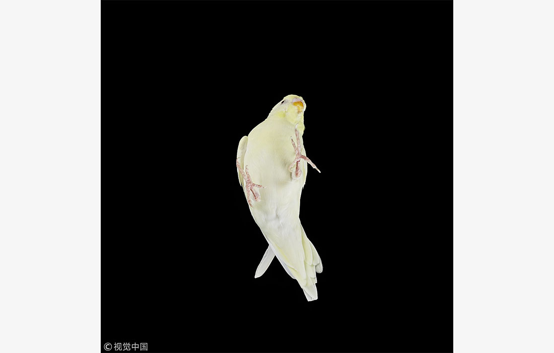 Fascinating photos of Animals on glass - Global Times