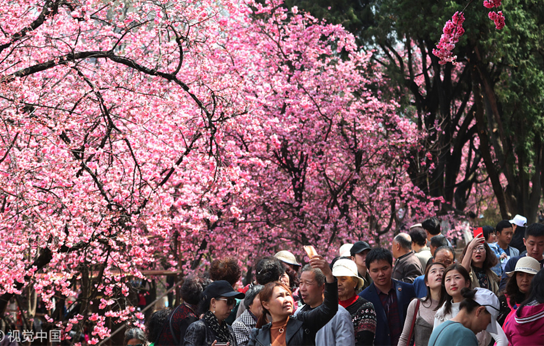 Enjoying springtime flowers across China - Global Times