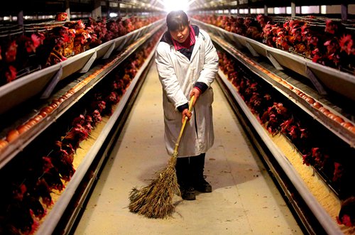 Poultry inspections progress - Global Times