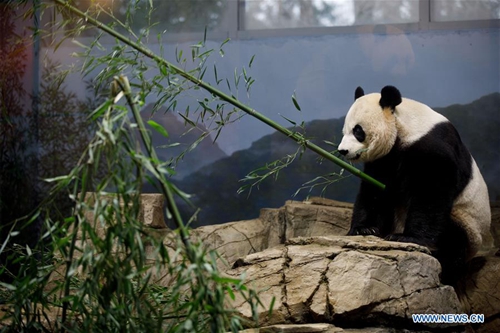 China's panda research center responds to 'abusive treatment' claims of ...