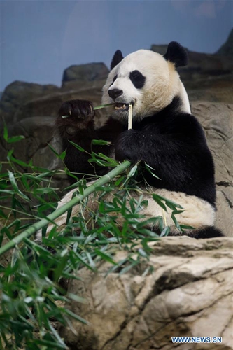 U.S. national zoo holds housewarming event inside giant panda house ...