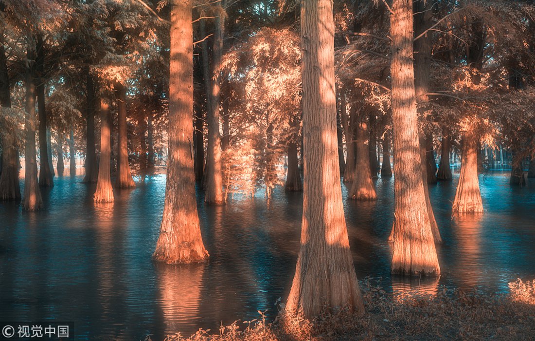 The spectacular scenes of forests around China show the beauty of ...
