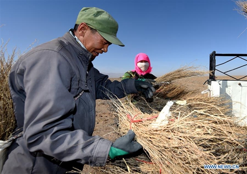 People plant sacsaoul trees at desert to prevent and control ...