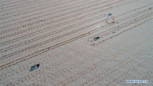 People plant sacsaoul trees at desert to prevent and control ...