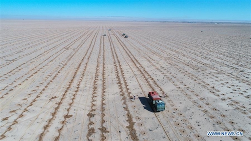 People plant sacsaoul trees at desert to prevent and control ...