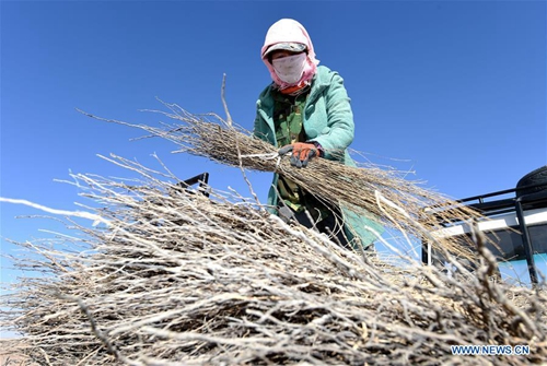 People plant sacsaoul trees at desert to prevent and control ...