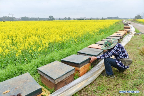 Bee farmers collect honey in China's Hunan Province - Global Times