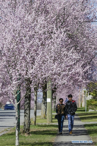 In pics: blooming cherry trees in Vancouver, Canada - Global Times