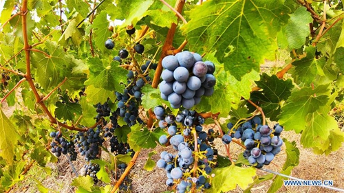 Australian farmers collect mature grapes for production of prime wines ...