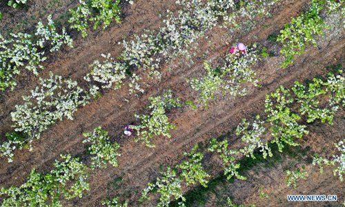 Pear trees in full bloom in Fangcheng County, C China's Henan - Global ...