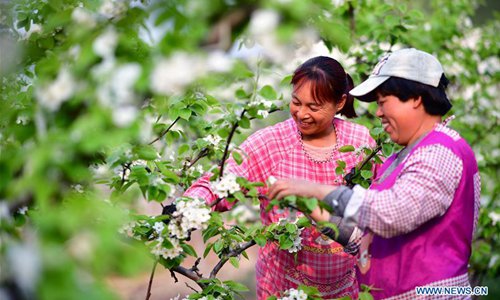 Pear trees in full bloom in Fangcheng County, C China's Henan - Global ...