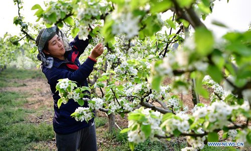 Pear trees in full bloom in Fangcheng County, C China's Henan - Global ...