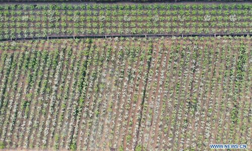 Pear trees in full bloom in Fangcheng County, C China's Henan - Global ...