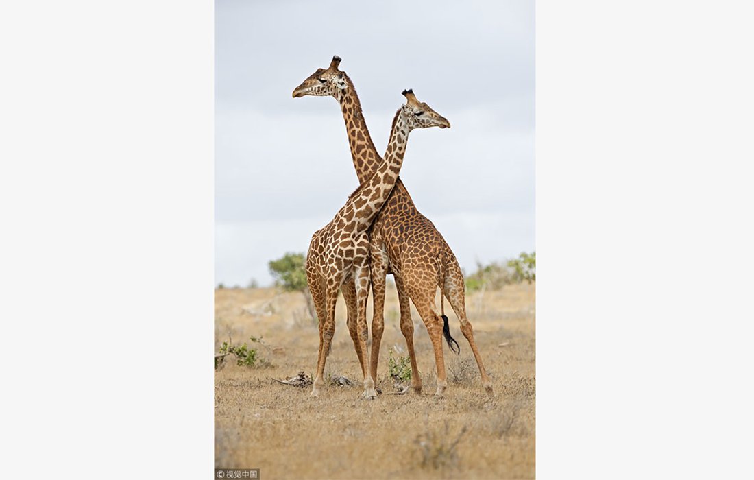 Two giraffes in Kenya entangled with each other look ‘headless ...