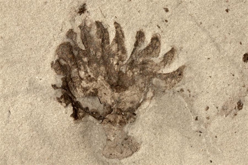Newly-discovered trove of Cambrian fossils in China reveals early ...