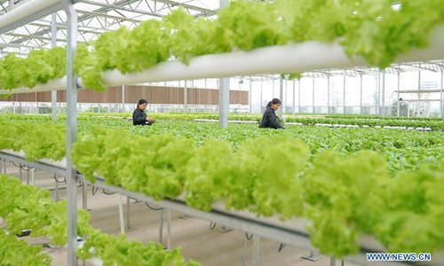 Greenhouses in Jiayu County, central China's Hubei - Global Times