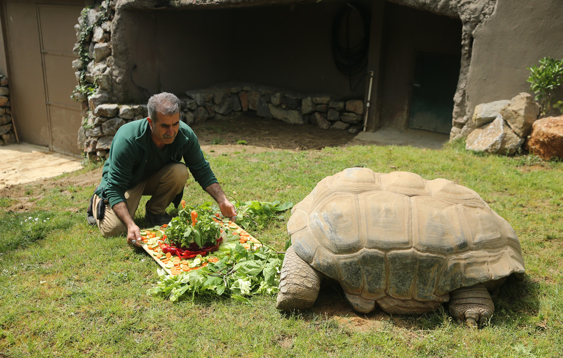 Tortoise celebrates its 99th birthday in Turkey - Global Times