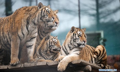 In pics: Siberian tigers in Hailin, NE China's Heilongjiang - Global Times