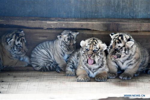 Over 20 cubs born in 2019 at Siberian tiger breeding center in China's ...